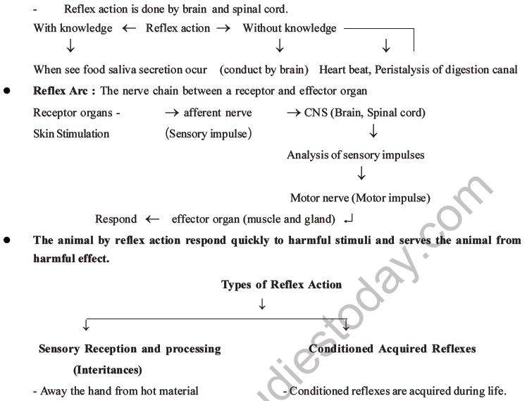 NEET Biology Neural Control and Coordination MCQs Set A with Answers